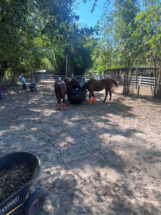 Doc Ford’s Rum Bar & Grille employees volunteer at Track to Trail ...